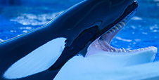 12 October 2017, 'Killer' toothaches likely cause misery for captive ...