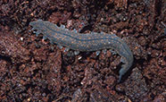 15 May 2018, Primary schools to study the worm that once held up State ...