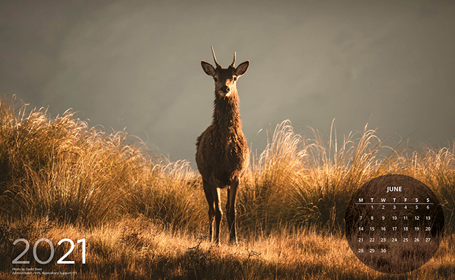 June 2021 Digital Calendar | University of Otago