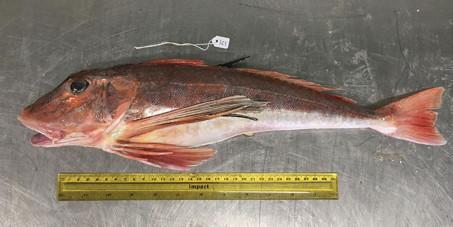 Rāpare 22 Hepetema 2022, Microplastics found in commercial fish from ...