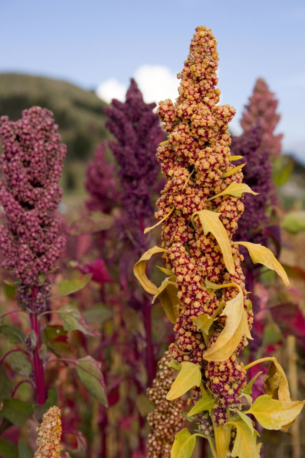 Quinoa Grain Quinoa Grain
