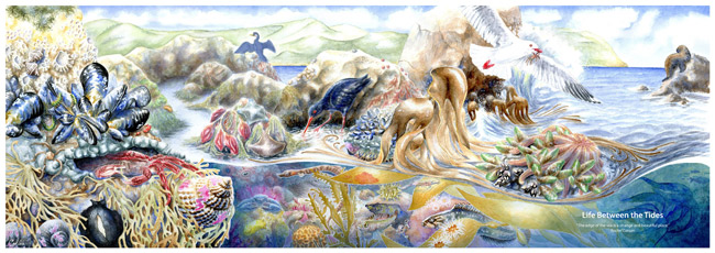 Marine Science releases Life Between the Tides poster | University of Otago
