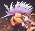 Key to New Zealand Molluscs